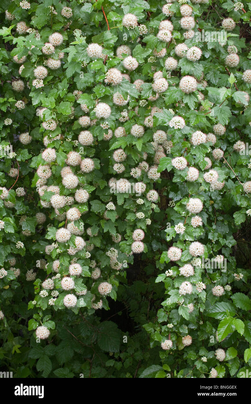 Close-up of Pacific Ninebark (Physocarpus capitatus), Clackamas River ...