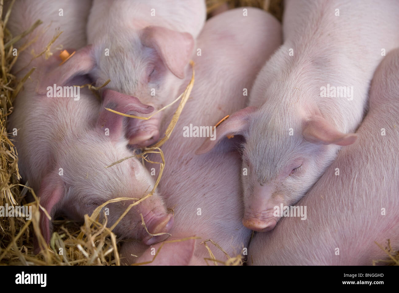 Piglets cute hi-res stock photography and images - Alamy