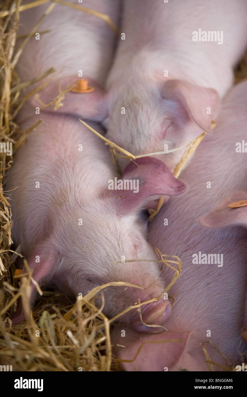 Piglets cute hi-res stock photography and images - Alamy