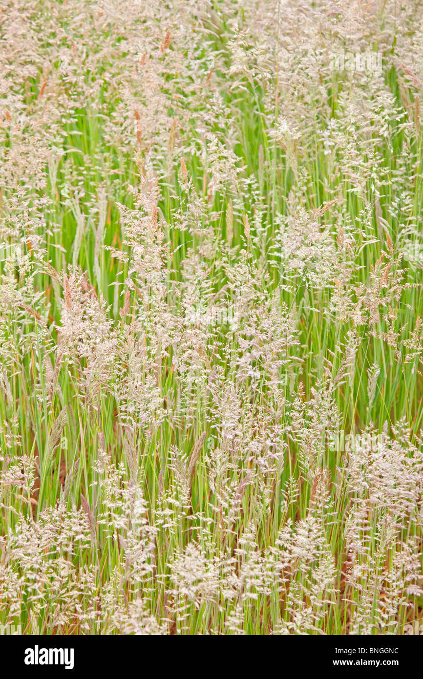Flowering grass hi-res stock photography and images - Alamy