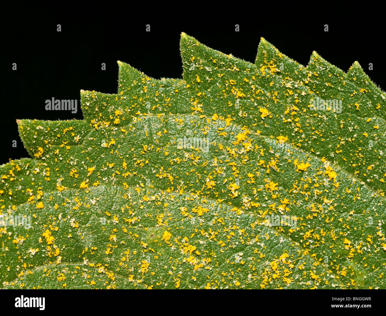 Pollen grains pollen grains hi-res stock photography and images - Alamy