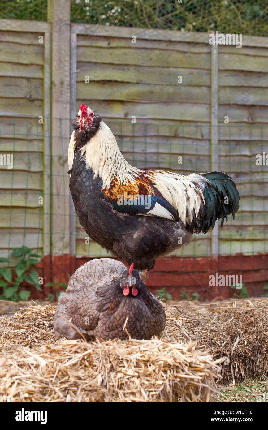 Cockerel and His Chicken Stock Photo - Alamy