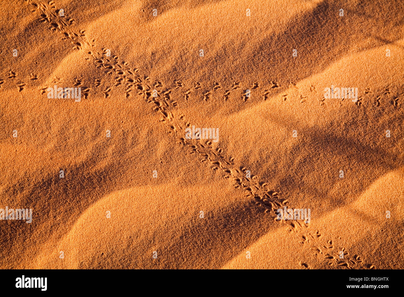 Insect tracks in sand, Glen Canyon National Recreation Area, Utah, USA ...