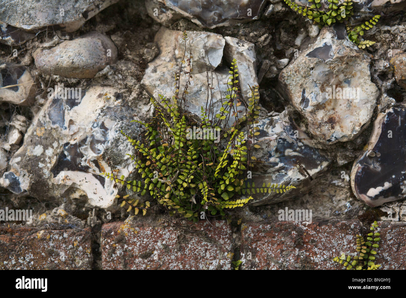 Wild plants have taken up residence in this traditional English flint ...