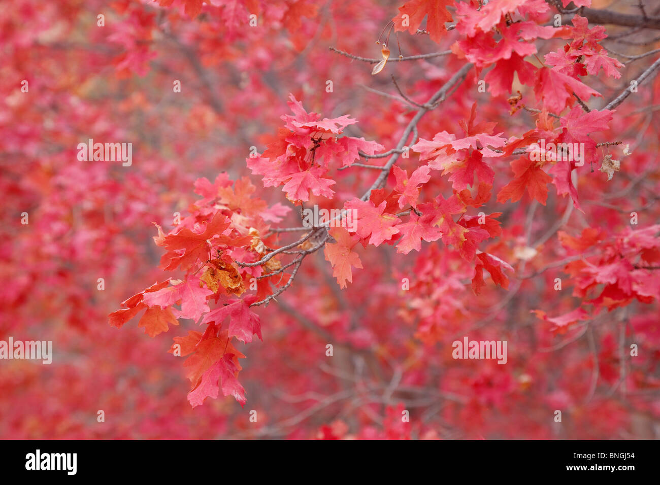 Maple tree usa hi-res stock photography and images - Alamy