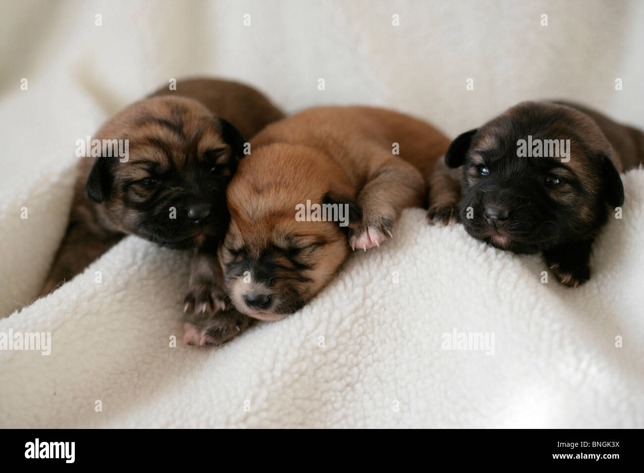 Three puppies resting Stock Photo - Alamy