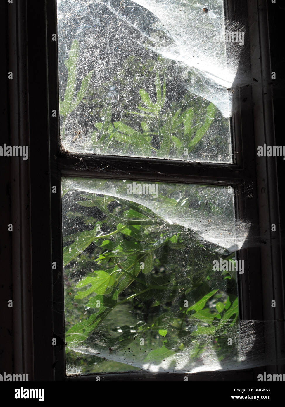 Cobwebs High Resolution Stock Photography and Images - Alamy