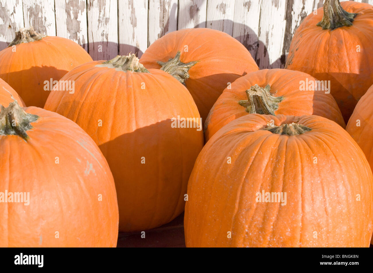 Pumpkins for sale at a market stall Stock Photo - Alamy
