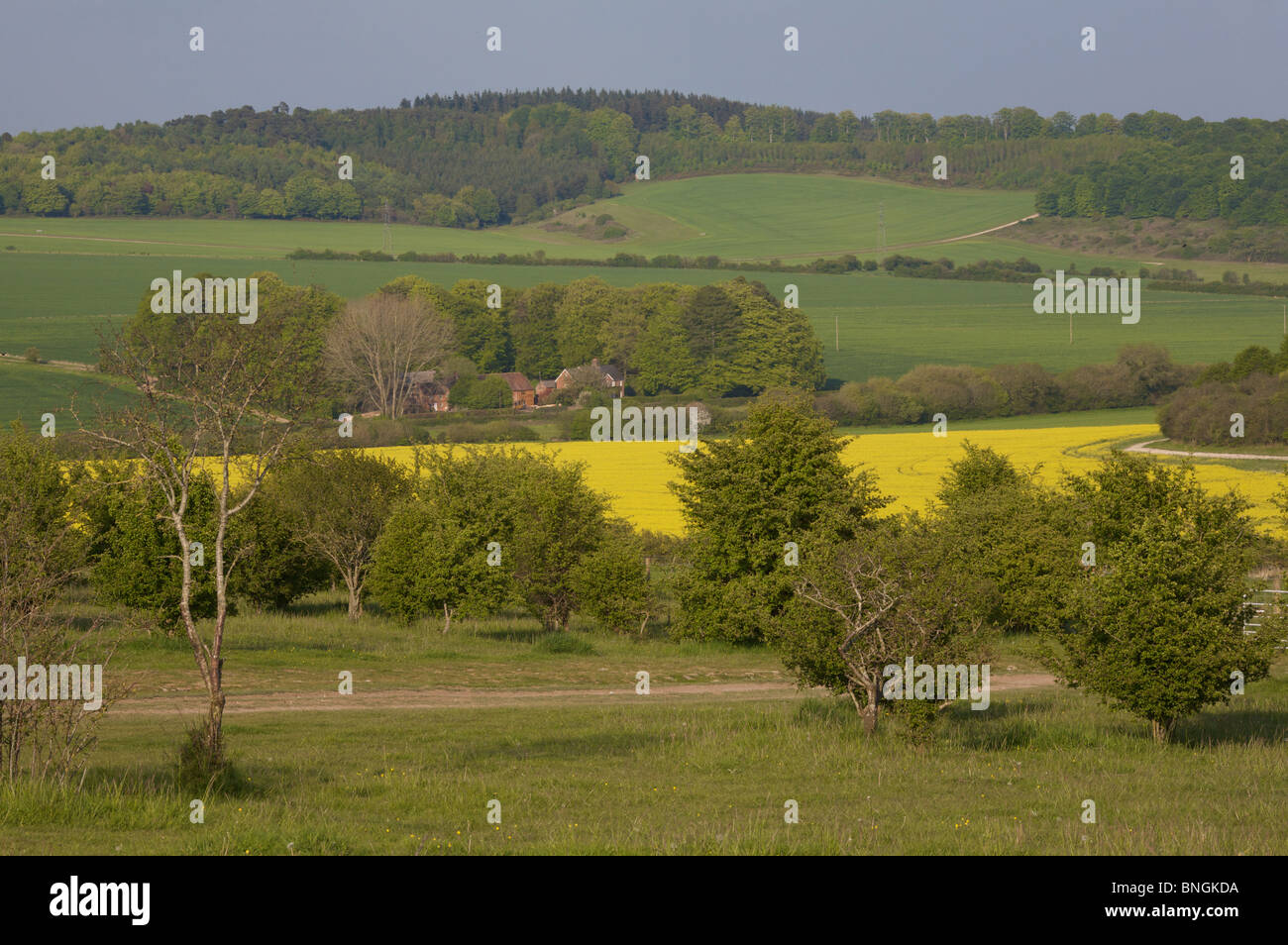 Tidpit common hi-res stock photography and images - Alamy