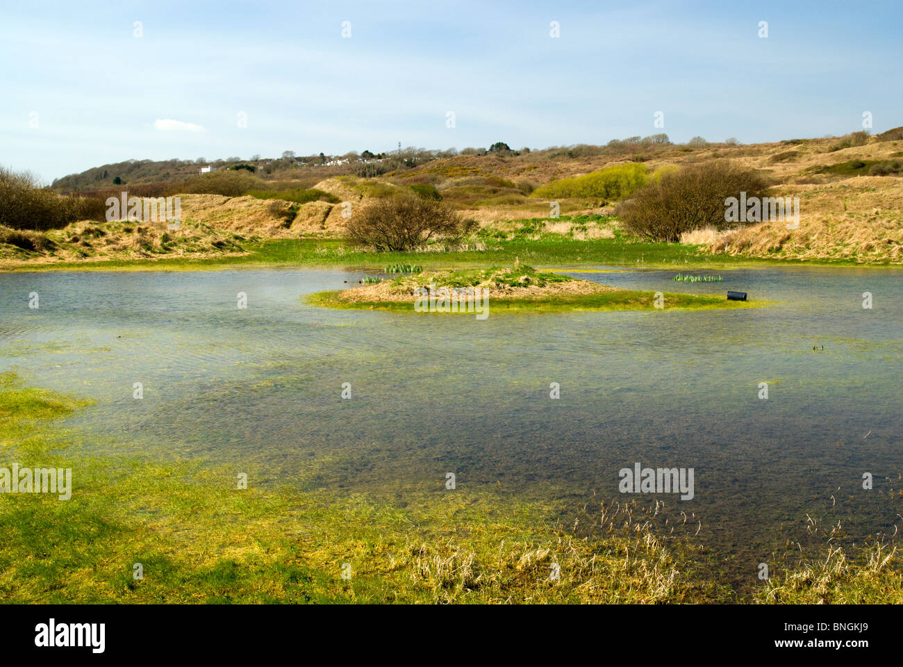 water filled dune slack merthyr mawr national nature reserve bridgend ...
