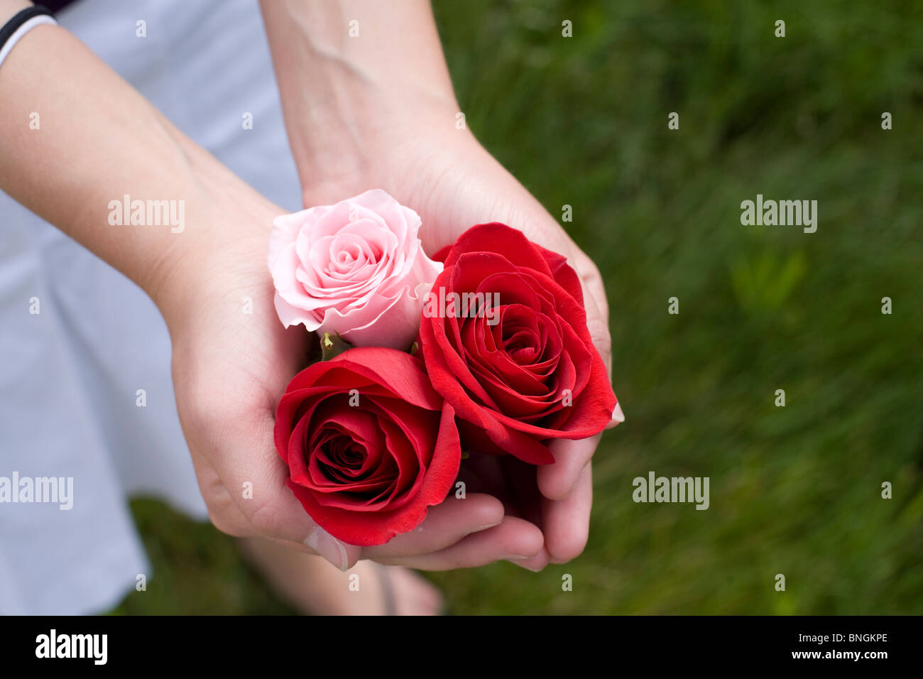 Close-up of a person's hands holding roses Stock Photo - Alamy