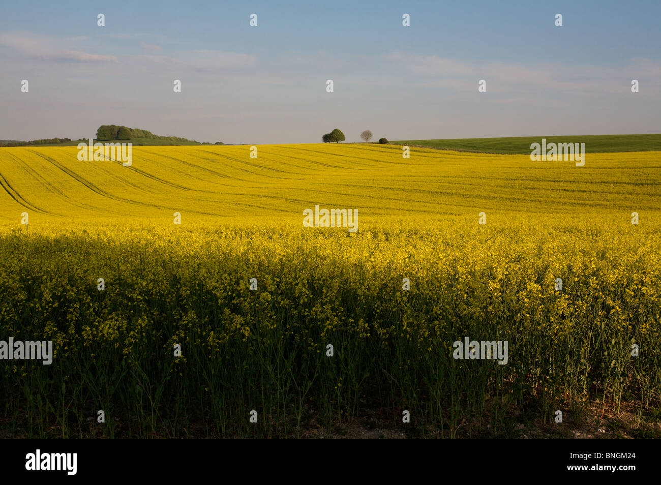 A field of rapeseed (Brassicus napus) in southern England; an important ...