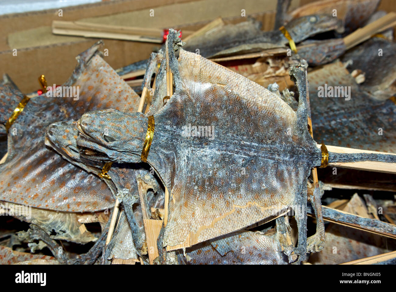 Pairs of dried flattened lizards tied with gold coloured twist ties to ...