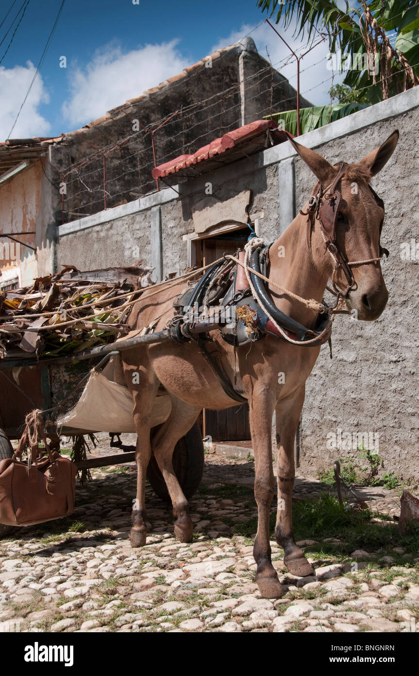 Cuban Street Life, Trinidad, Cuba Stock Photo - Alamy
