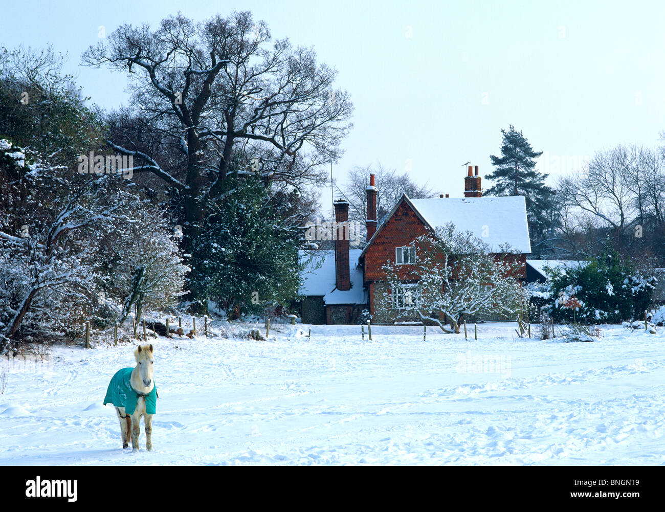 Horse in a Snowy Field Winter Surrey UK Stock Photo - Alamy