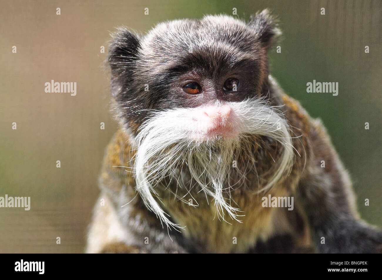 Emperor monkey hi-res stock photography and images - Alamy