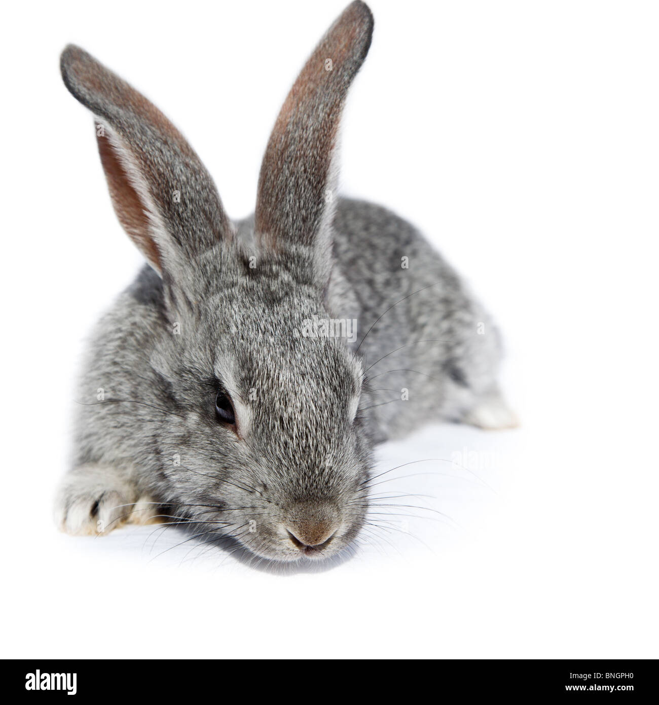 Rabbit in studio against a white background Stock Photo - Alamy