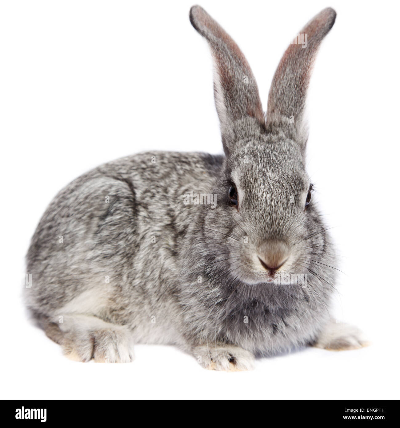 Rabbit in studio against a white background Stock Photo - Alamy