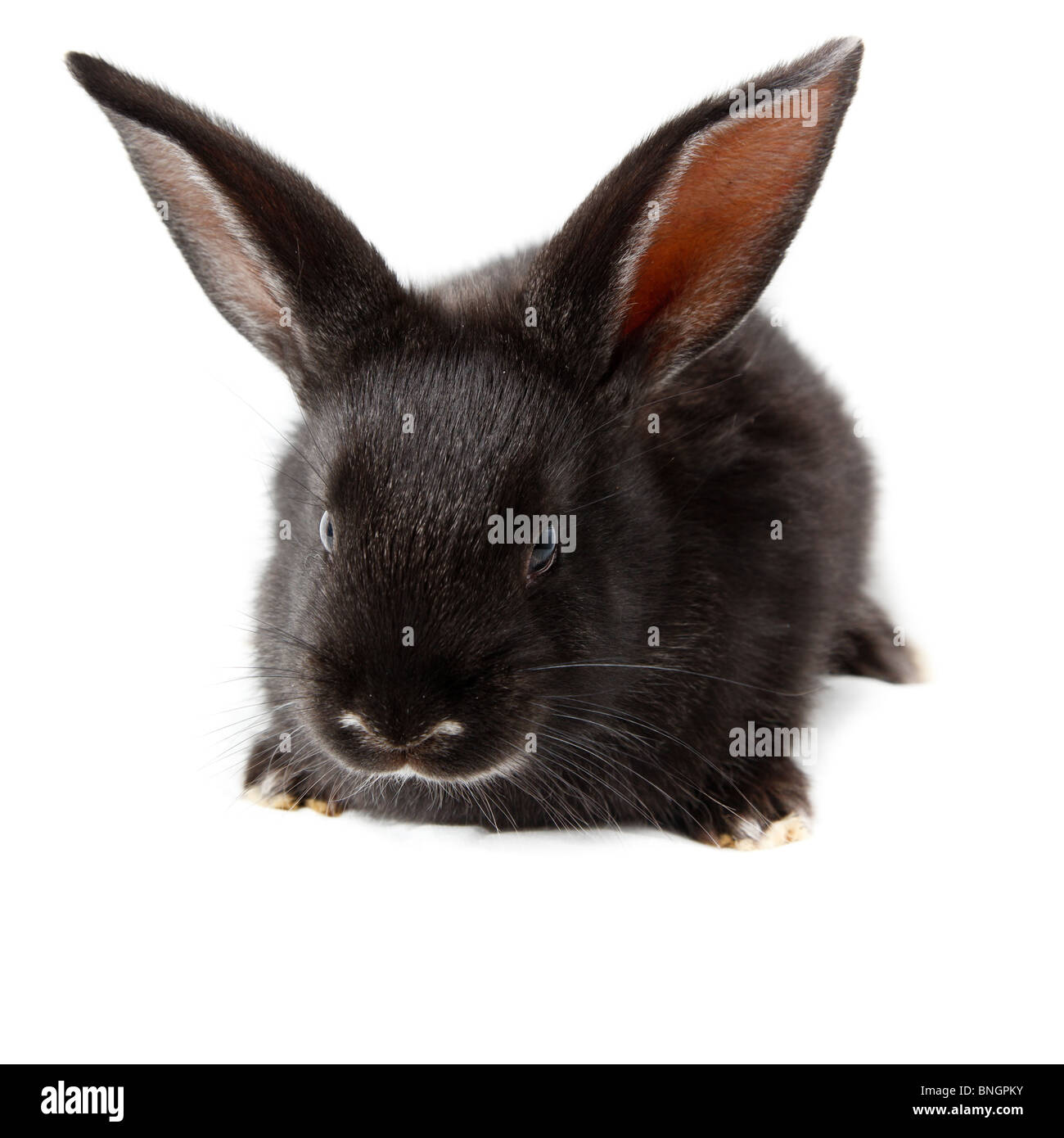 Rabbit in studio against a white background Stock Photo - Alamy