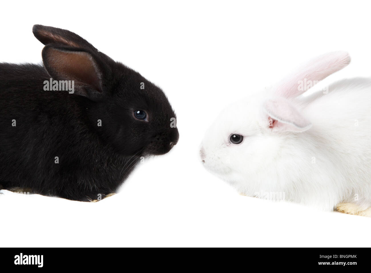Rabbit in studio against a white background Stock Photo - Alamy