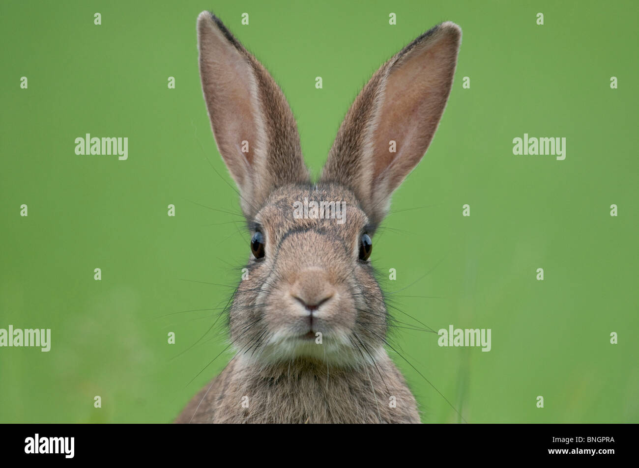 Wild rabbit portrait looking and sniffing directly at the camera Stock ...