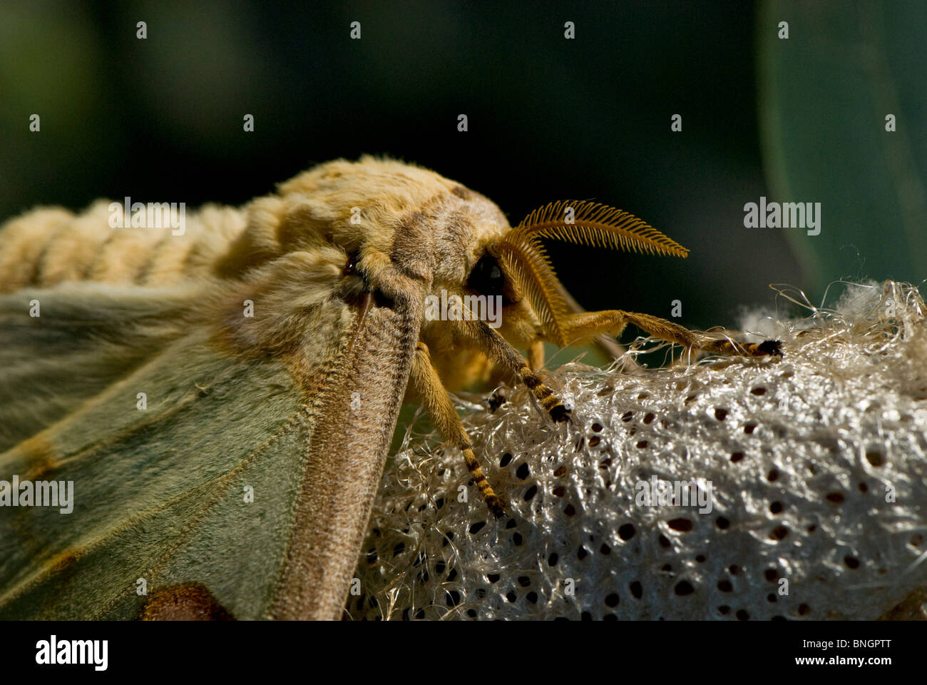Cocoon With Developing Silk Moth