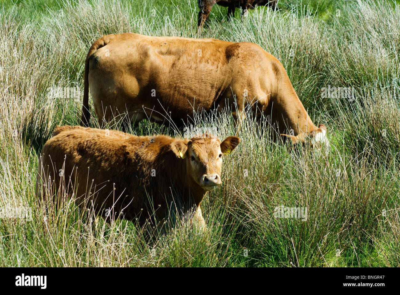 Seven month old calf in field of long grass with its mother Stock Photo ...