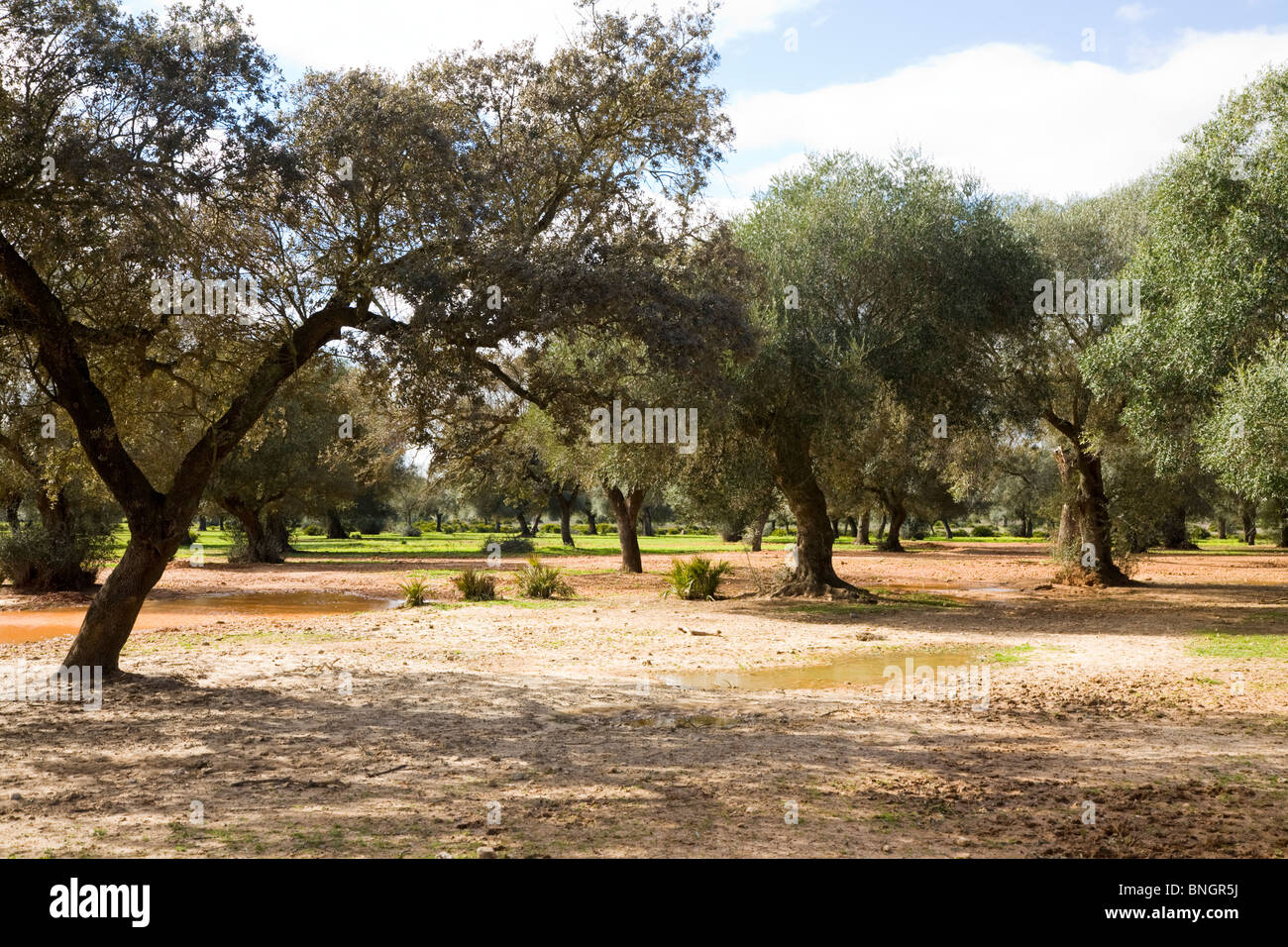 Spanish field / grove containing olive tree / trees growing / grown in ...