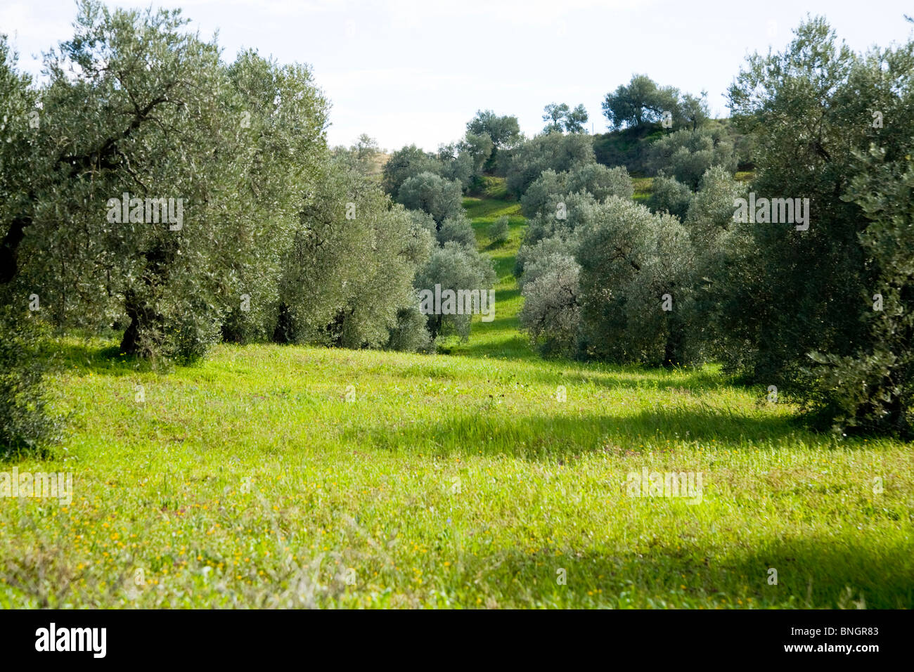 Growing olive tree hi-res stock photography and images - Alamy