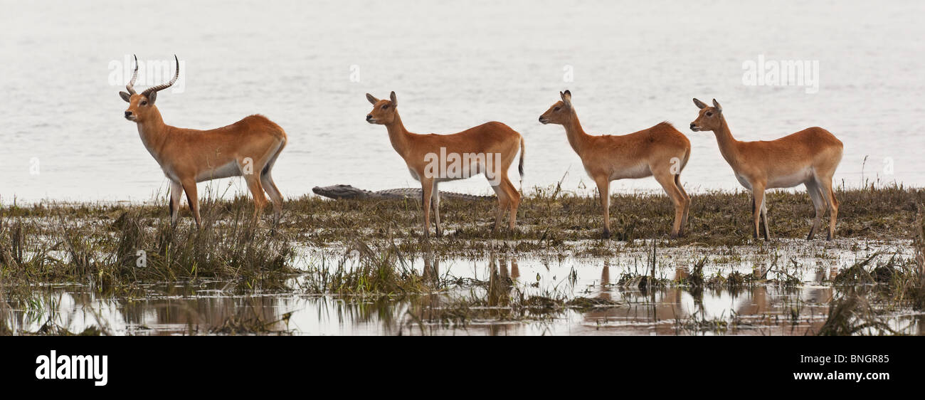 A group of one male and three female Red Lechwe antelopes (Kobus leche ...
