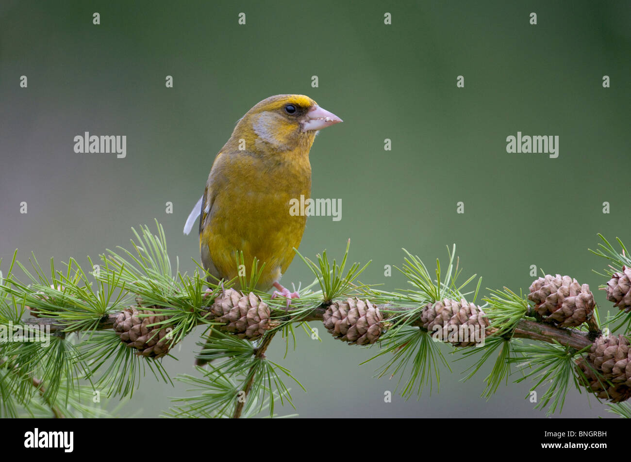 Larch larix branch cones hi-res stock photography and images - Alamy