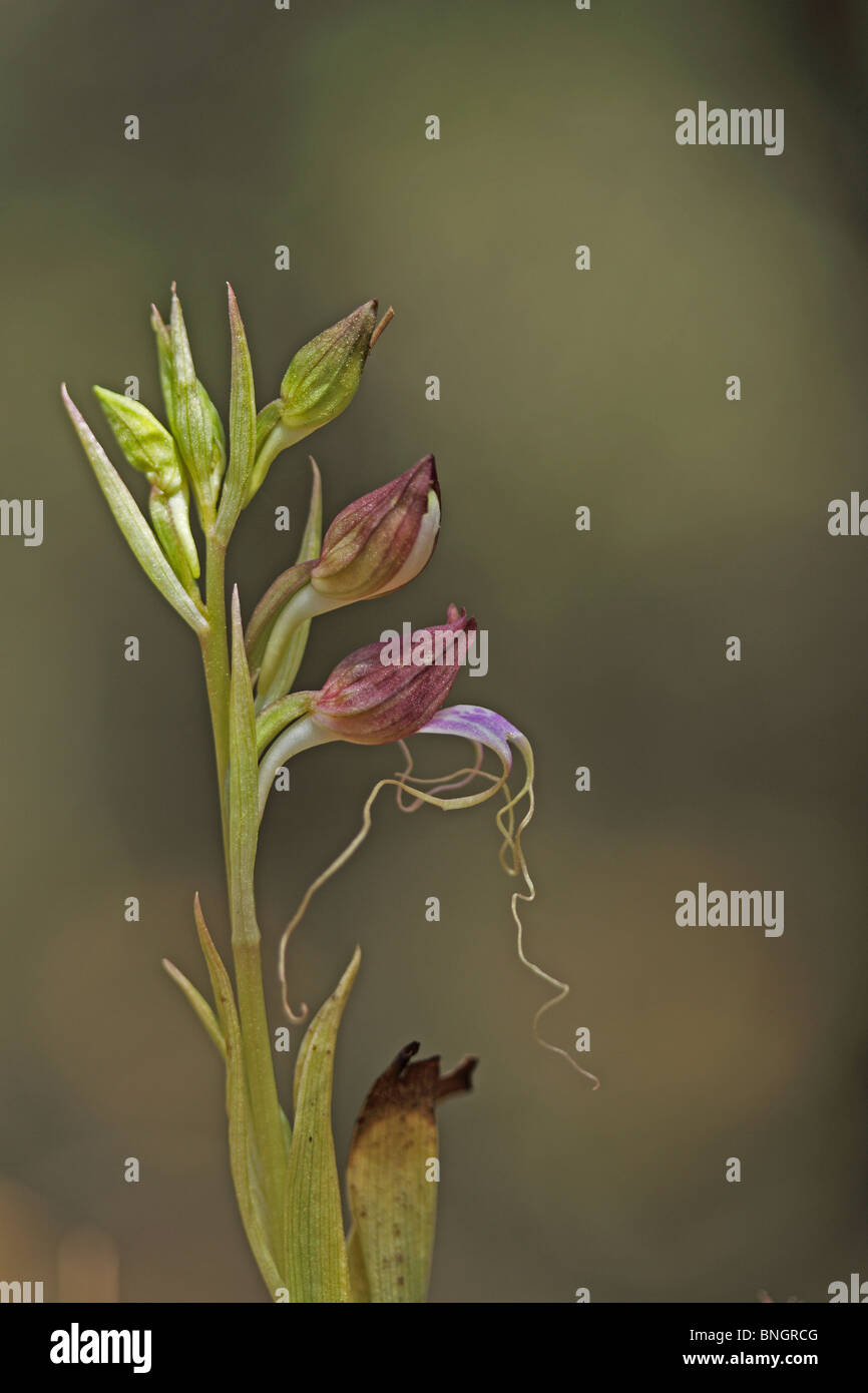 Taurica hi-res stock photography and images - Alamy