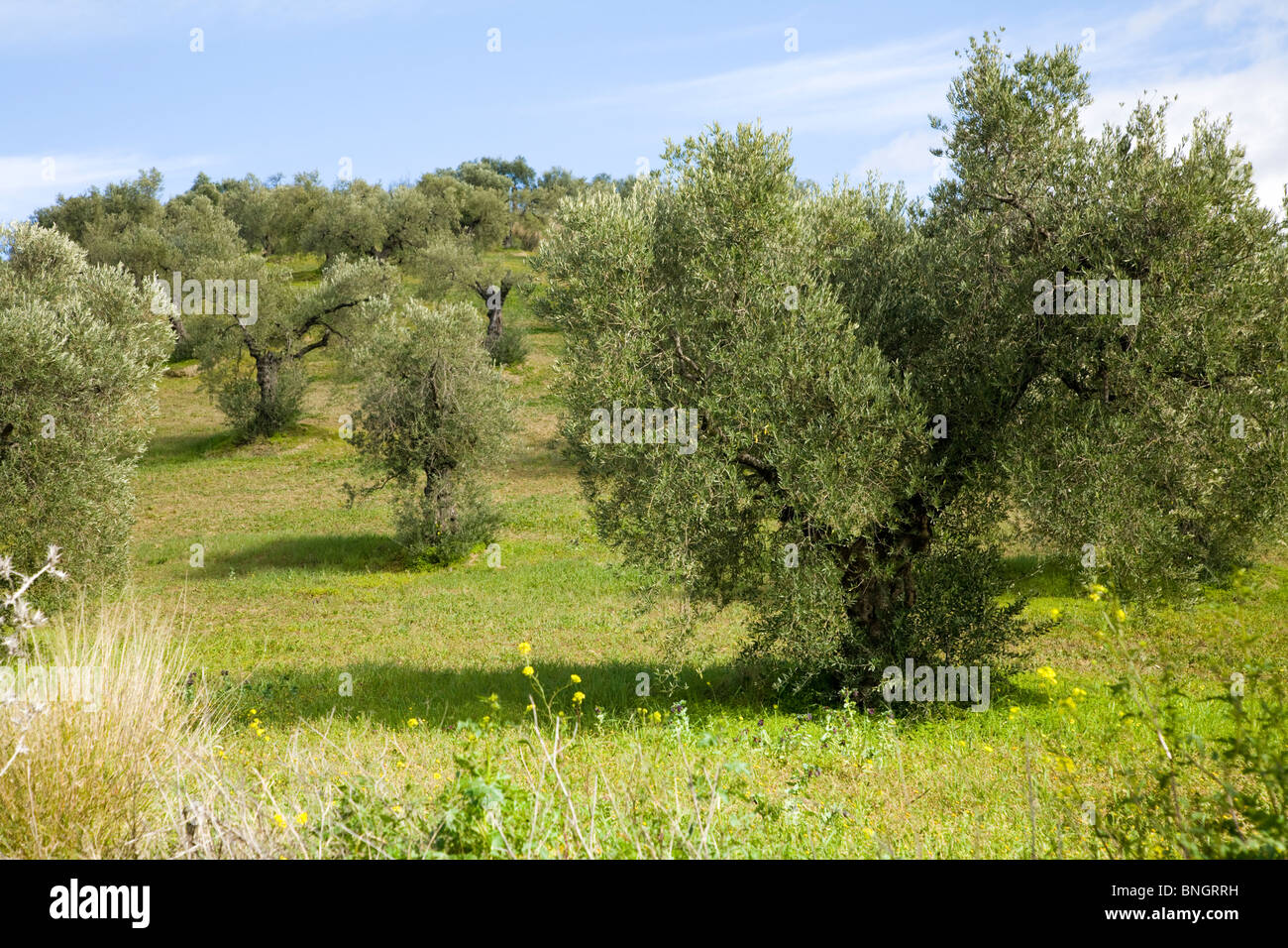 Spanish field / grove containing olive tree / trees growing / grown in ...