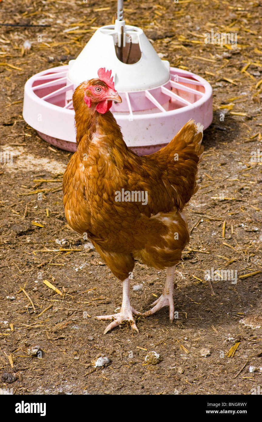 Goldline hi-res stock photography and images - Alamy