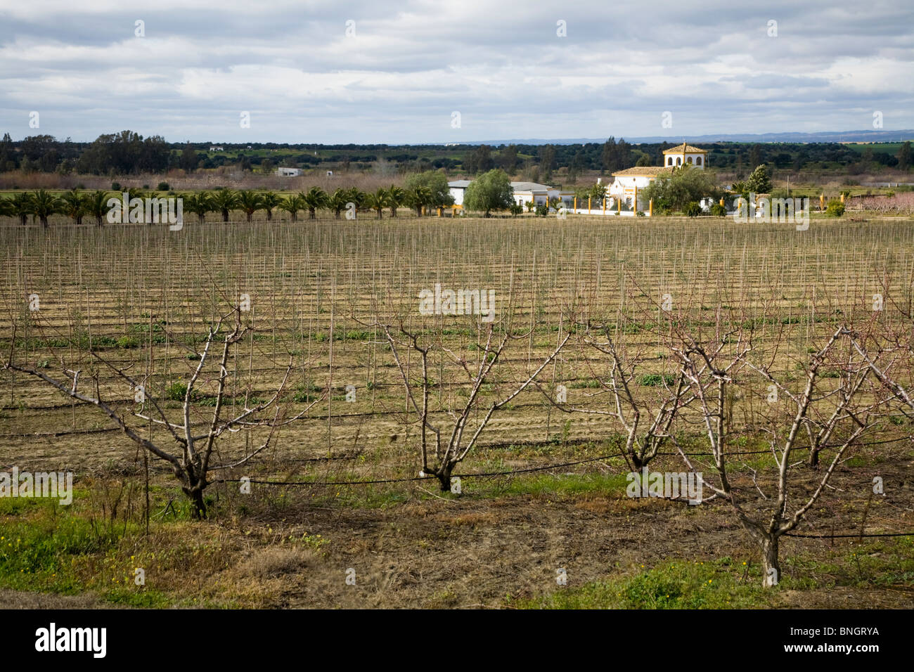 Field containing soft fruit tree / trees growing / grown in a Spanish ...