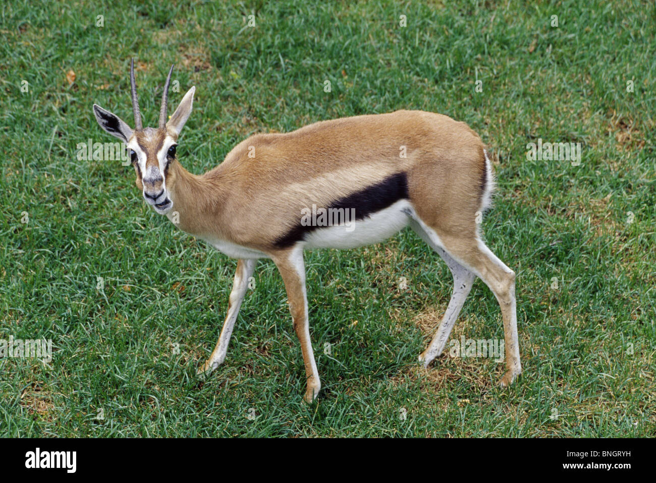 Thomson's Gazelle (Eudora's thomsoni) portrait Stock Photo - Alamy