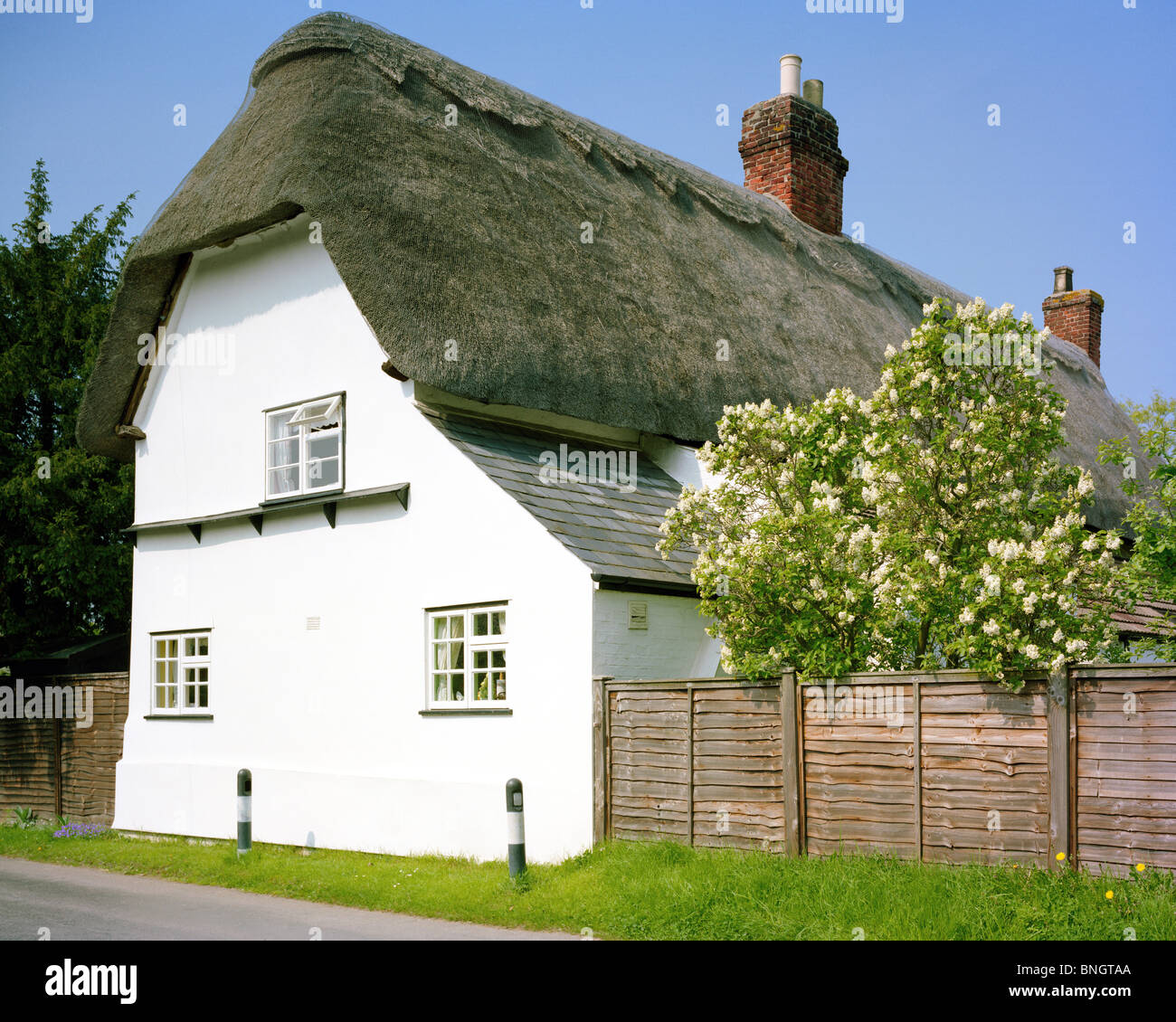 Thatched white cottage with lilac blossom Great Gransden Cambridgeshire ...