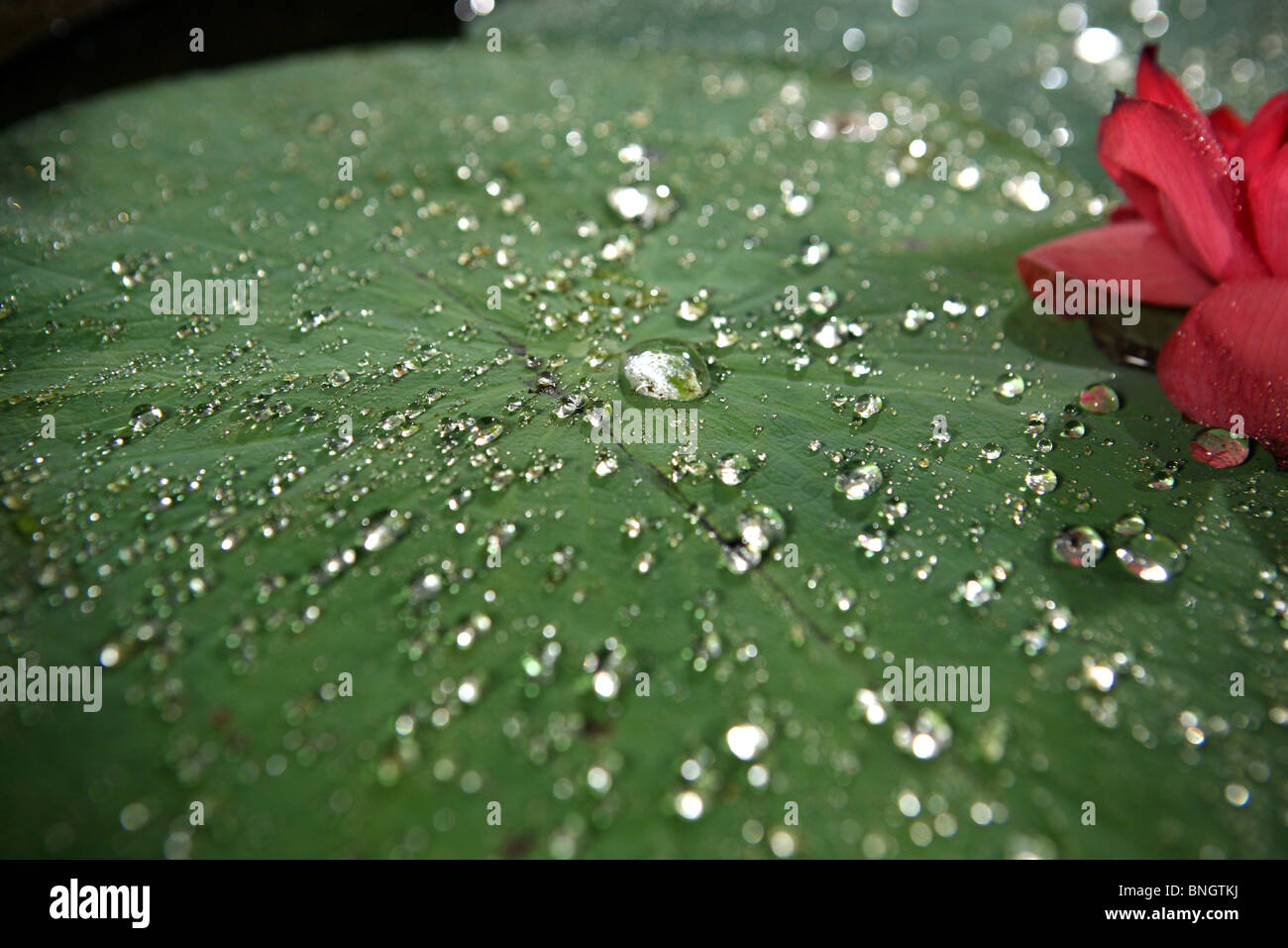 Magnified leaf hi-res stock photography and images - Alamy