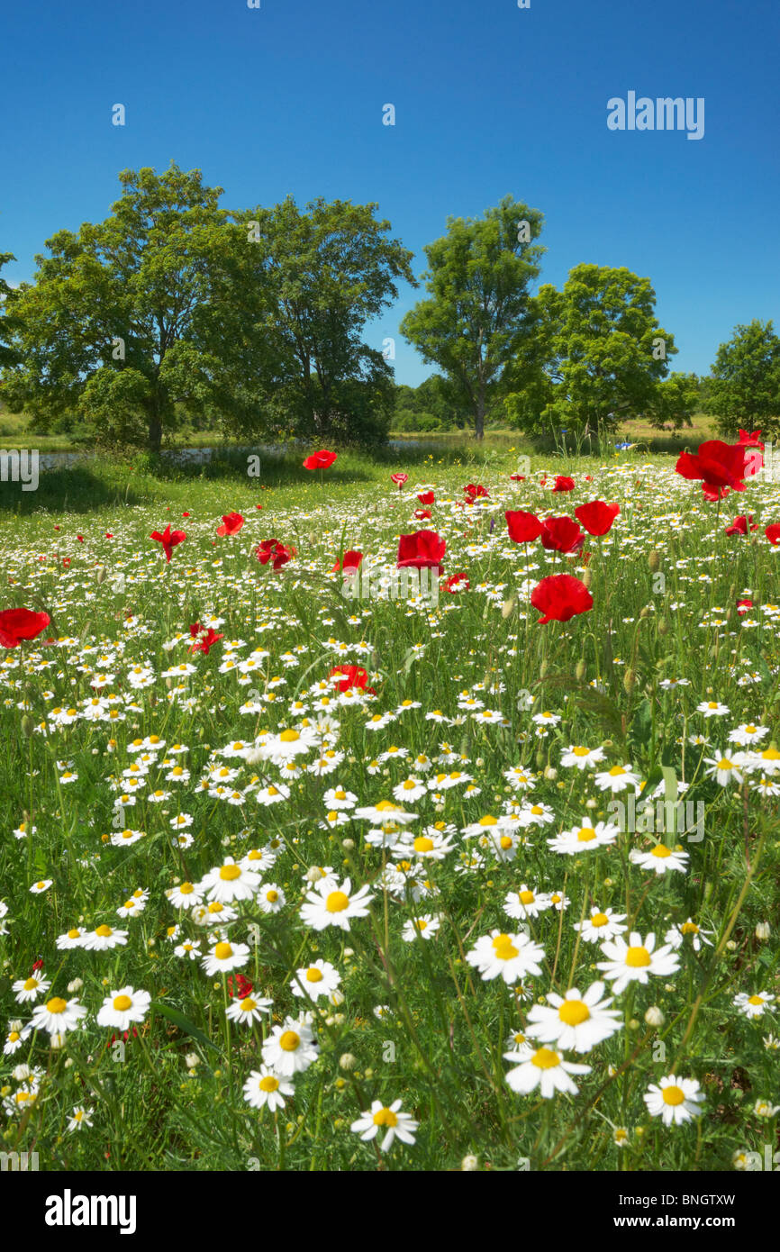 Landscape with blooming poppies, Poland Stock Photo - Alamy