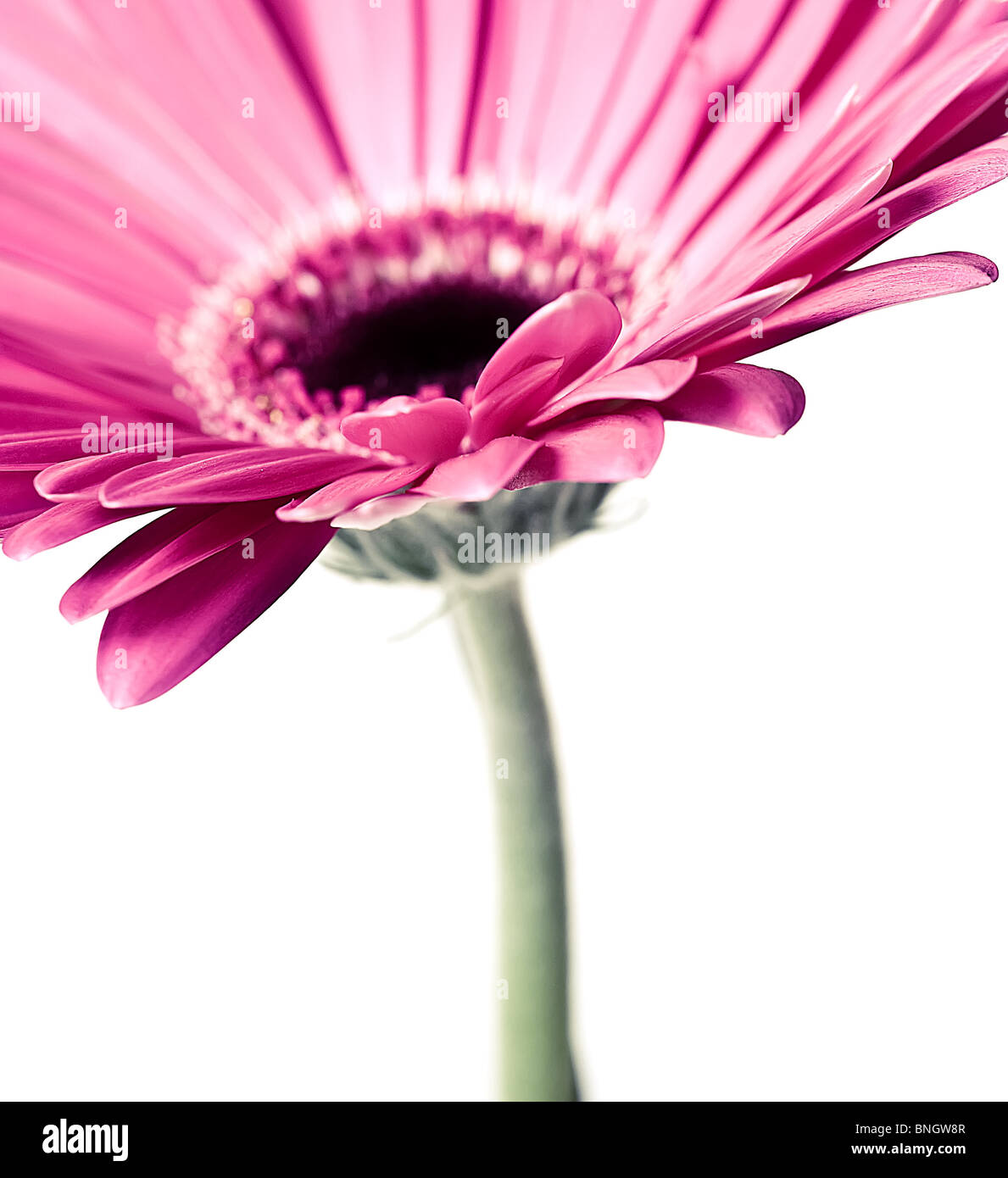 close up of a beautiful gerbera flower Stock Photo - Alamy