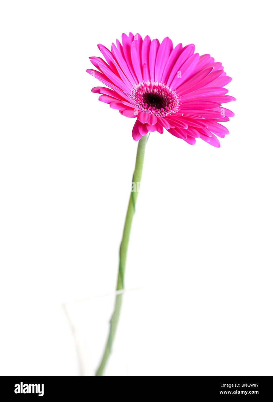 close up of a beautiful gerbera flower Stock Photo - Alamy