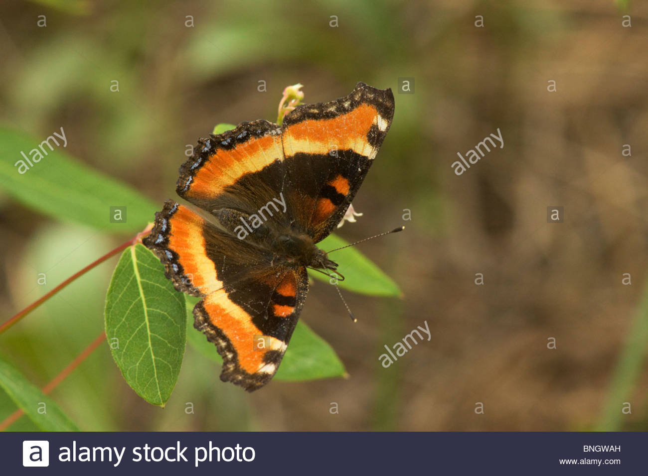 Milbert High Resolution Stock Photography and Images - Alamy