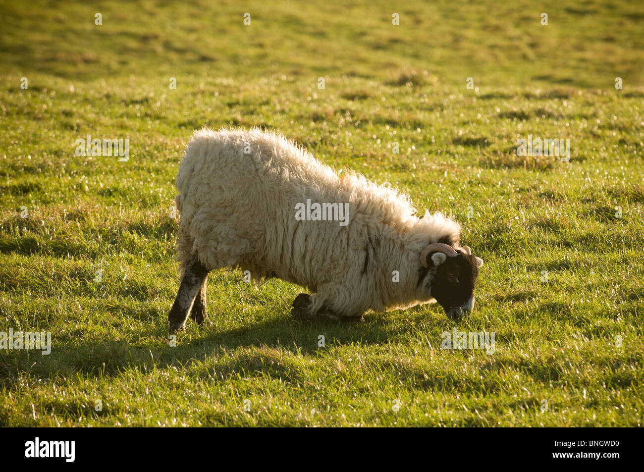 Injured sheep hi-res stock photography and images - Alamy