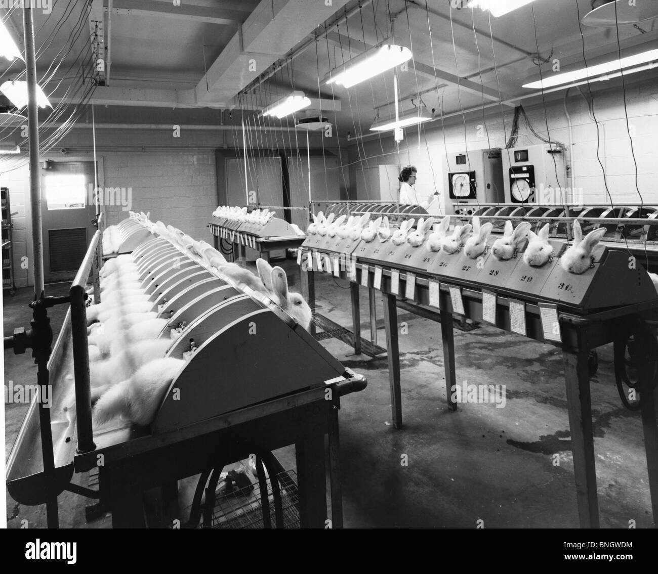 Trapped animals Black and White Stock Photos & Images - Alamy