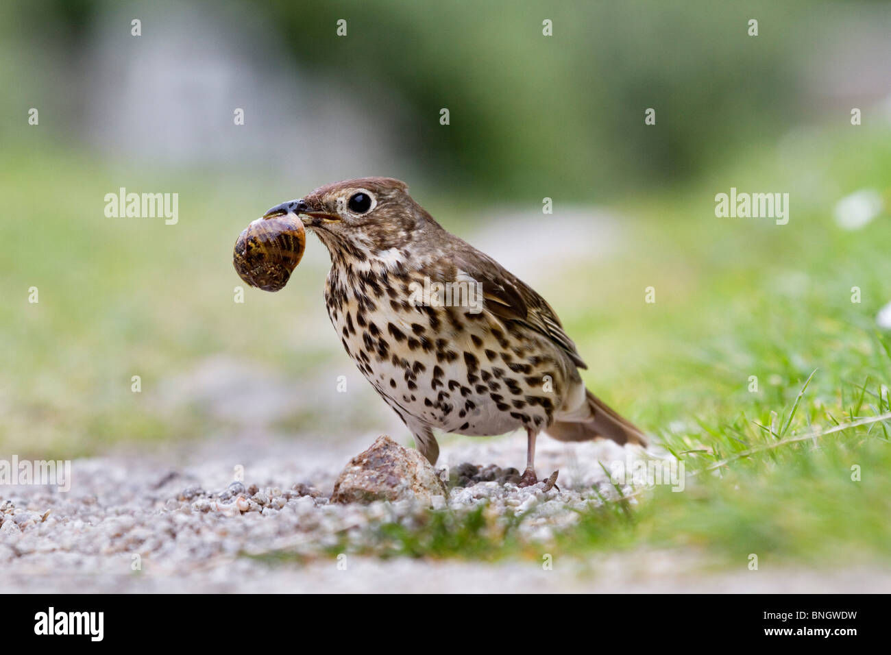 Song Thrush; Turdus philomelos; with snail Stock Photo - Alamy