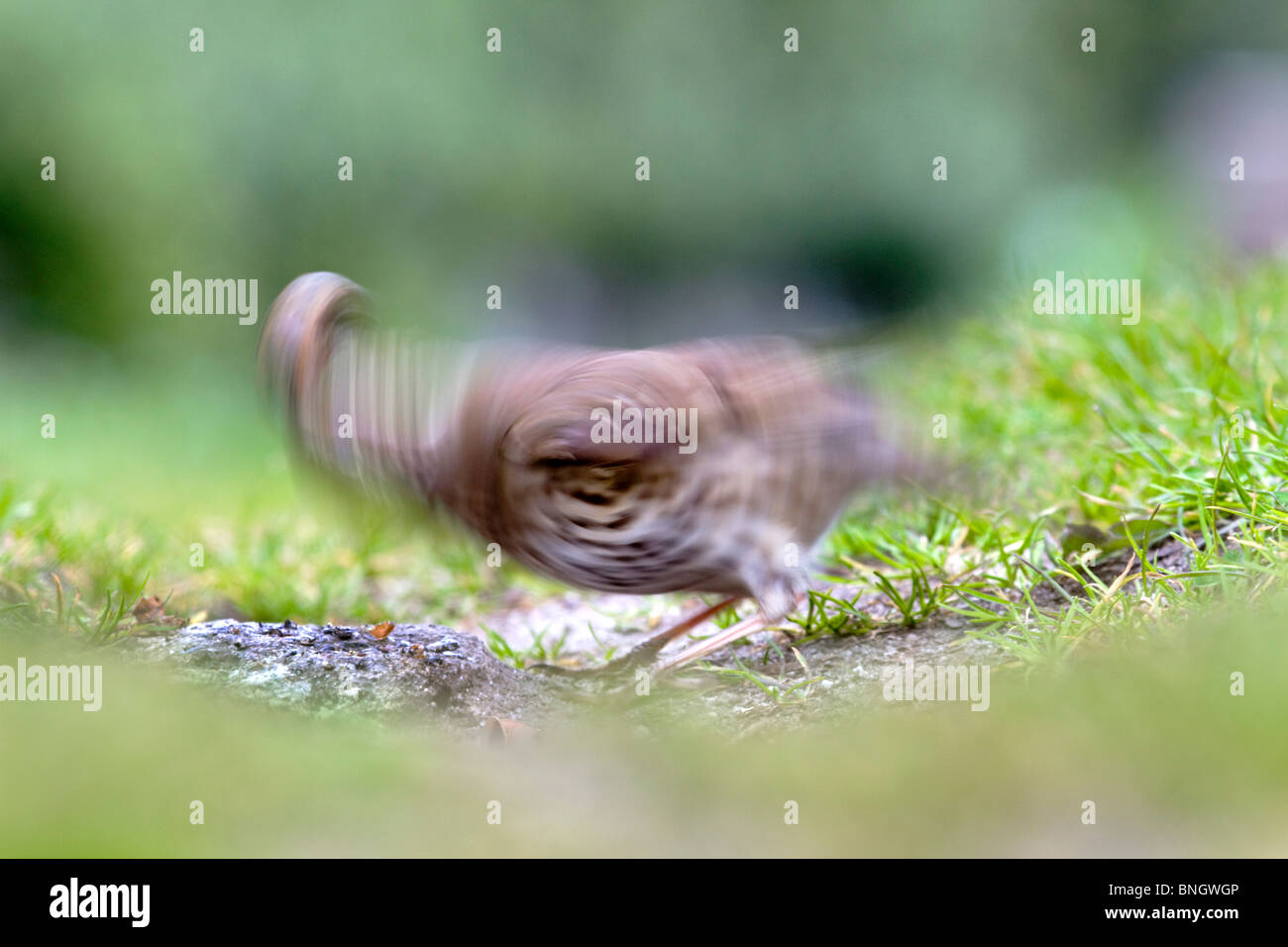 Bash shell hi-res stock photography and images - Alamy