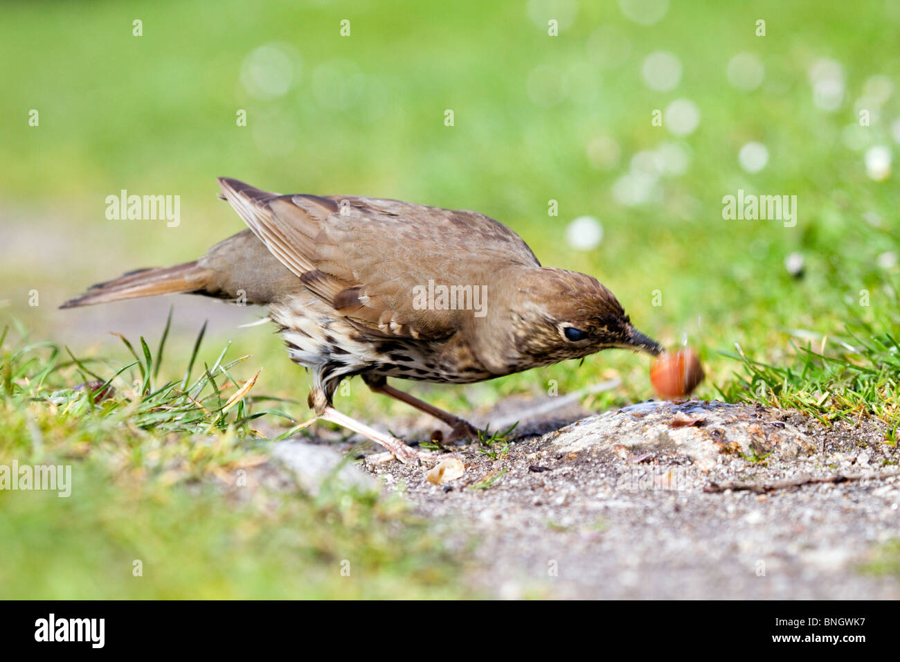 Snail in beak hi-res stock photography and images - Alamy