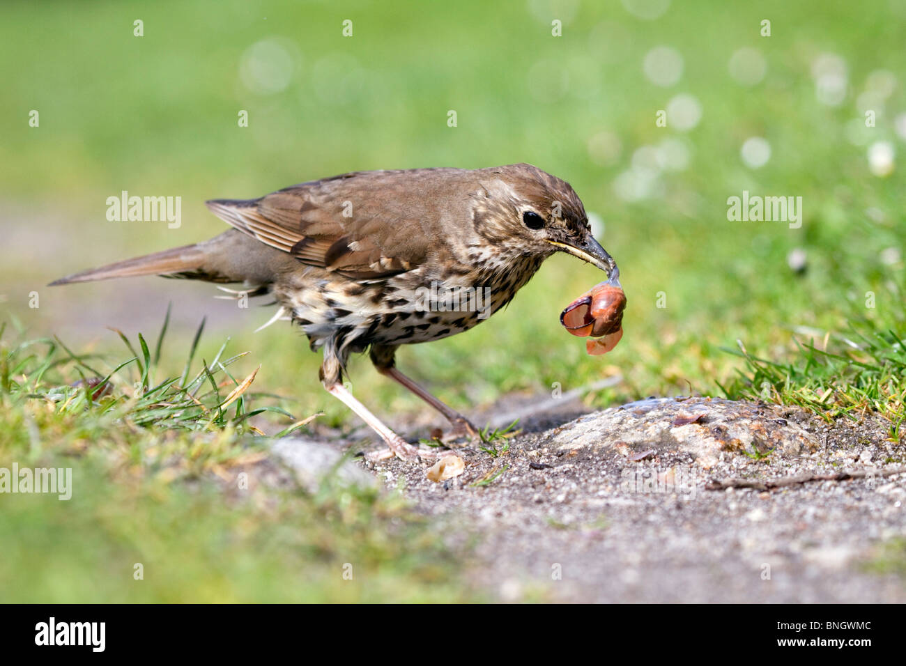 Snail in beak hi-res stock photography and images - Alamy