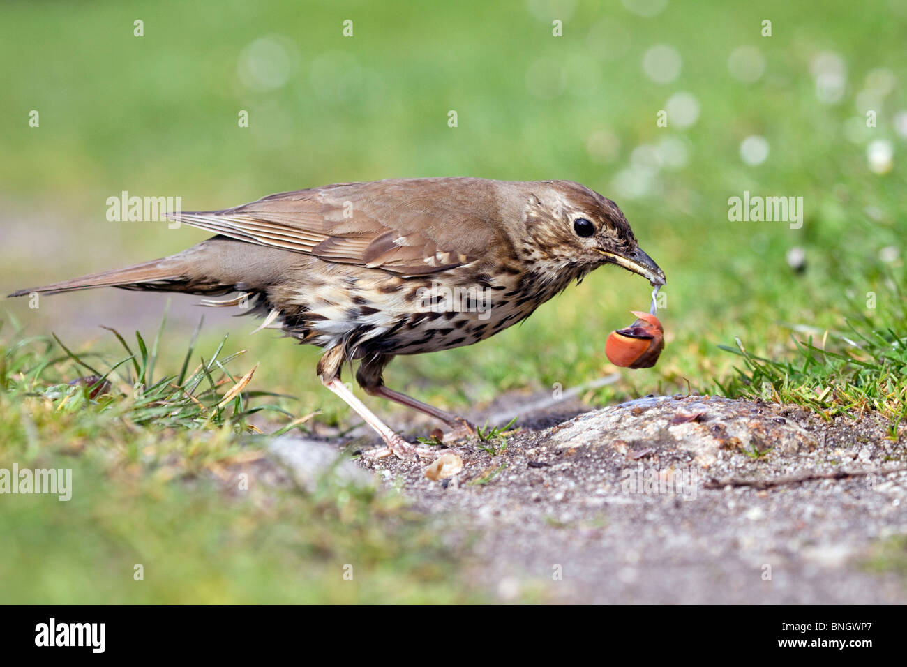 Song thrush eating snail hi-res stock photography and images - Alamy