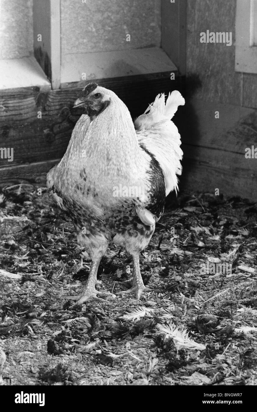 Chicken standing in henhouse Stock Photo - Alamy